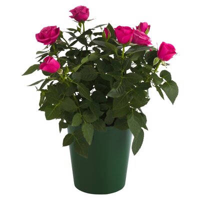 PnP Roses 14cm | PnP