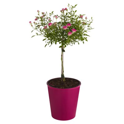 PnP Mini Lollipop Rose | PnP