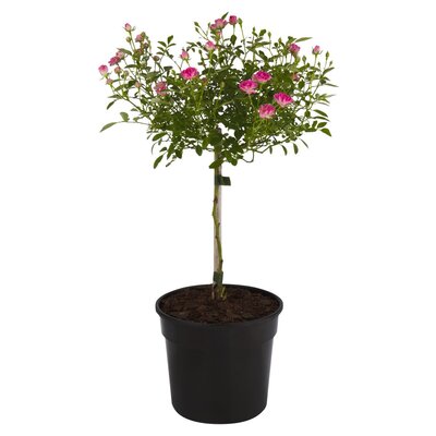 PnP Mini Lollipop Rose | PnP