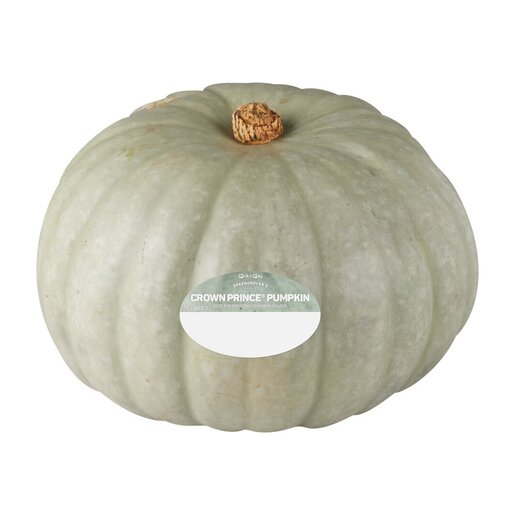 PnP Pumpkin Blue Medium | PnP