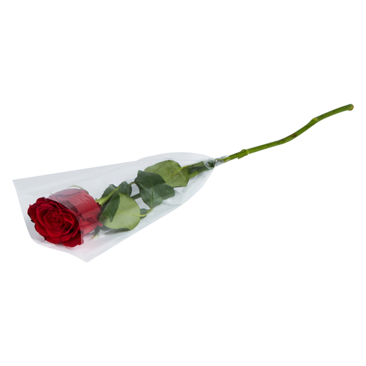 PnP Valentine Single Rose | PnP