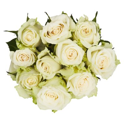 PnP Roses 50cm Pastel Efm | PnP