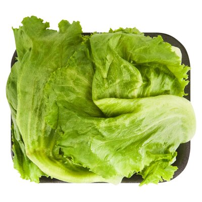 Lettuce Head | PnP