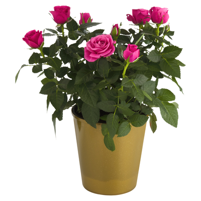 PnP Roses 14cm | Smart Price Specials | PnP Home