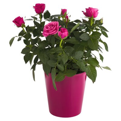 PnP Roses 14cm | PnP