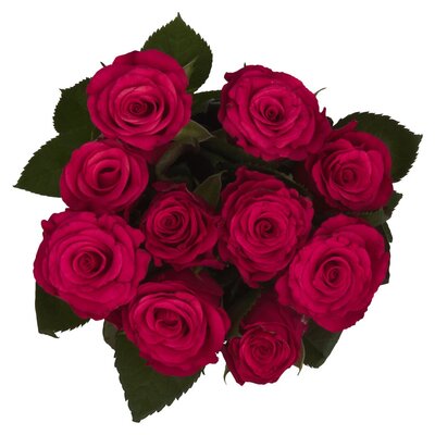 PnP Roses 50cm Pastel Efm | PnP