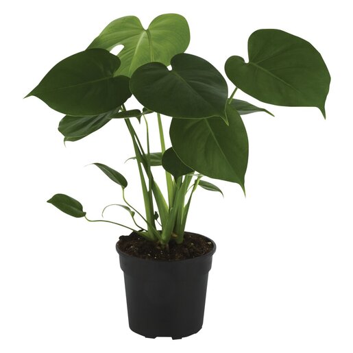 PnP Green Plant Small x 5 | PnP