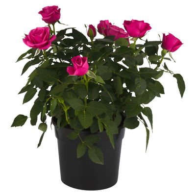 PnP Roses 14cm | Smart Price Specials | PnP Home