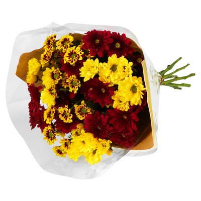 PnP Roses 14cm | PnP