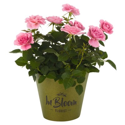 PnP Roses 14cm | PnP