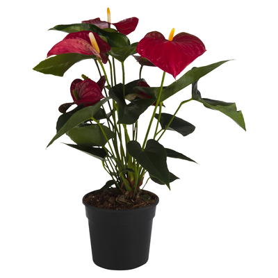 PnP Tempo Bouquet | PnP