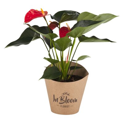 Vi-daylin Plus Iron Multivitamin Drops 30ml | PnP