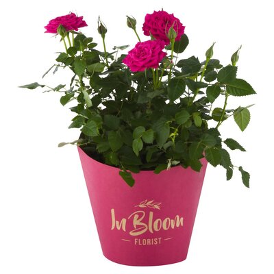 PnP Roses 14cm | PnP