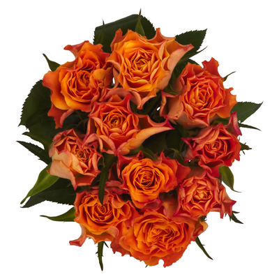 PnP Glow Roses 50cm | PnP