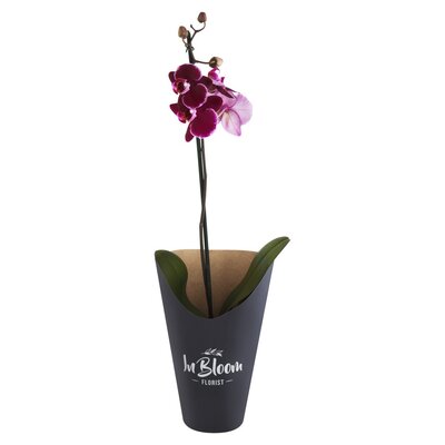 Kix Rose Spritzer Nrb 24 x 330ml | PnP