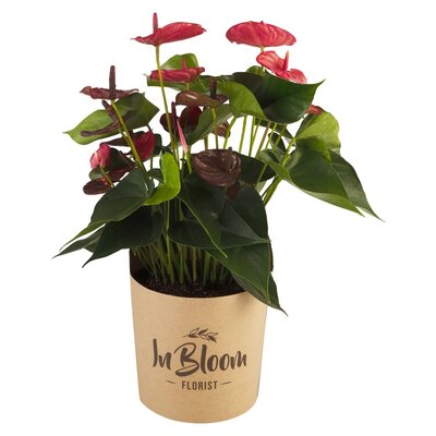 Plants | Flowers & Plants | Smart Price Specials | PnP