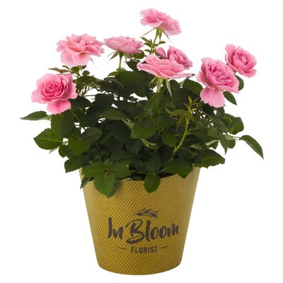 PnP Roses 14cm | PnP