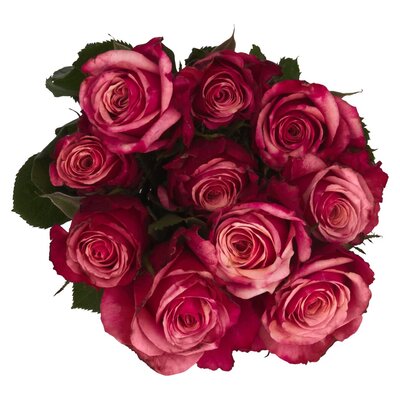 PnP Roses 50cm Pastel Efm | PnP