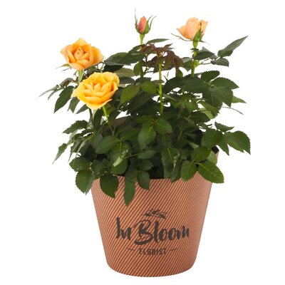 PnP Roses 14cm | PnP