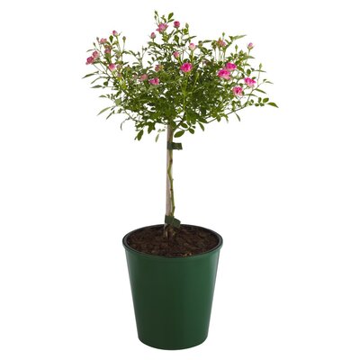 PnP Mini Lollipop Rose | PnP