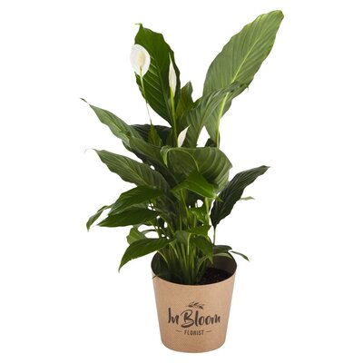 PnP Christmas Hamper Bucket Large | PnP