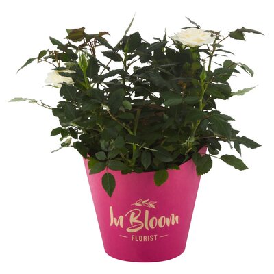 PnP Roses 14cm | PnP