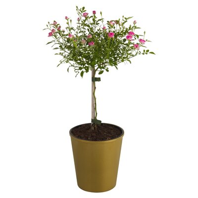 PnP Mini Lollipop Rose | PnP