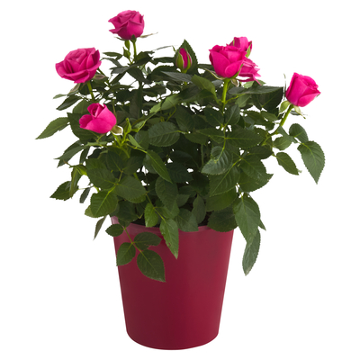 PnP Roses 14cm | Smart Price Specials | PnP Home