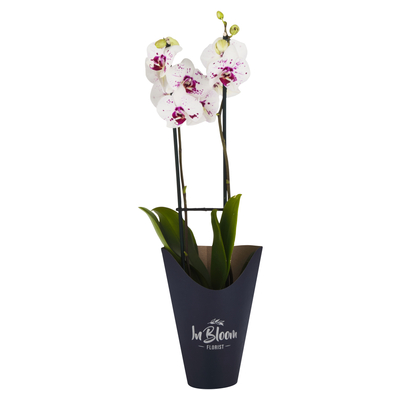 AIM 4 Slice Sandwich Press | PnP