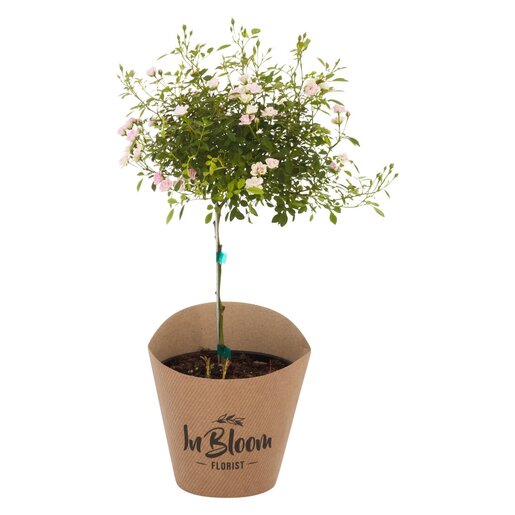 PnP Mini Lollipop Rose | PnP