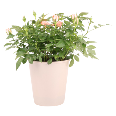 PnP Tempo Bouquet | PnP